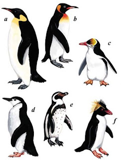 Pingwiny: Gatunki pingwinów